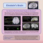 Princeton Einstein Museum of Science — Einstein’s Brain: “Mind of a Genius”